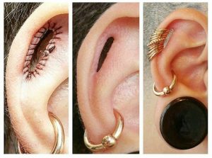 All About Ear Cropping Body Modification - Body Art Guru